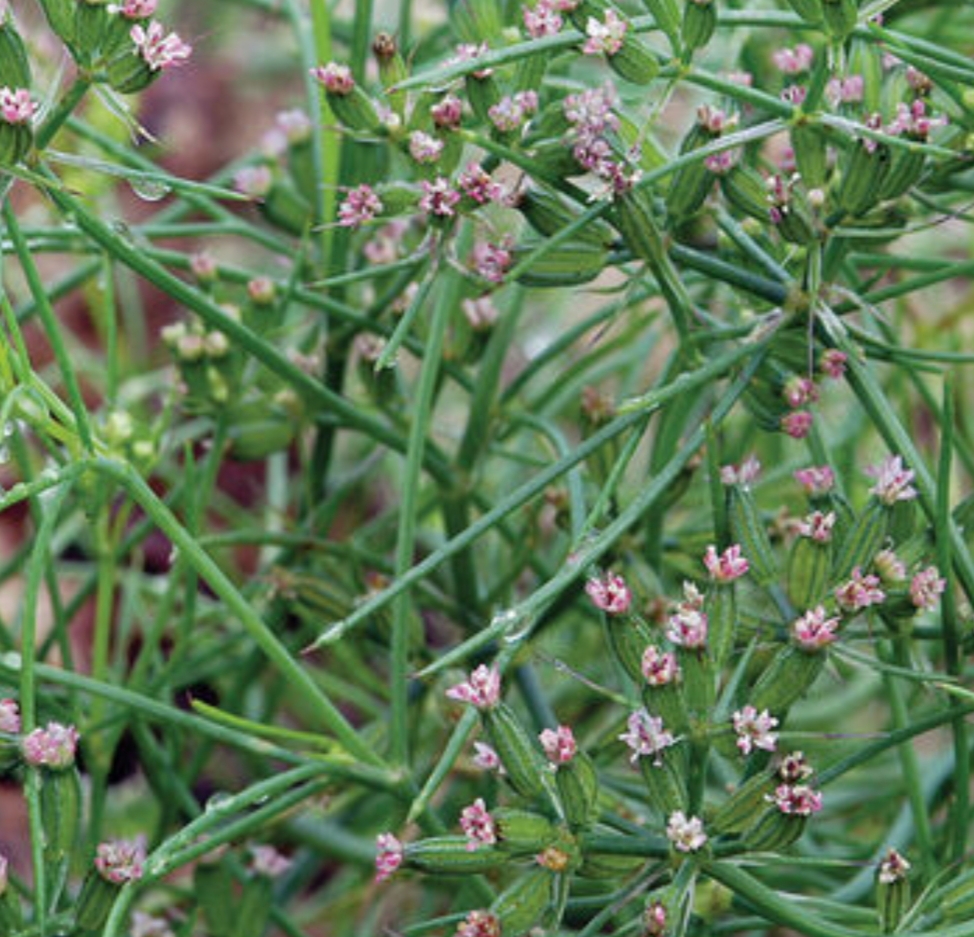 Health Benefits of Vegetables & Non-Vegetables: Cumin Plant
