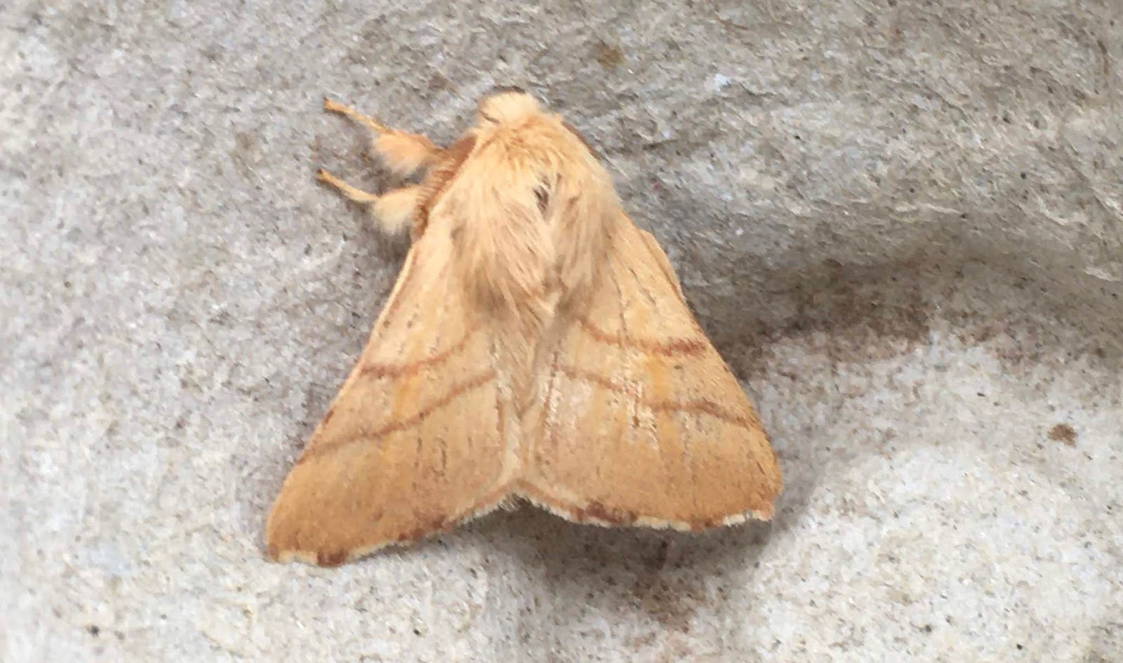 Martin's Moths: All shapes and sizes