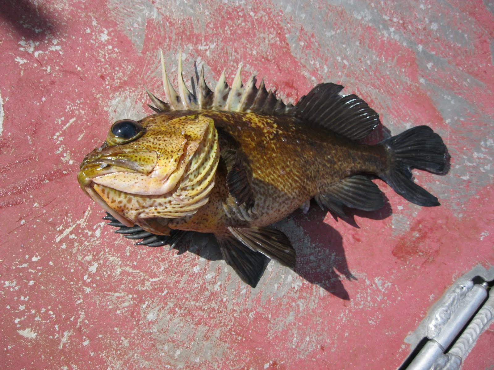 Spines: Fish With Poisonous Spines