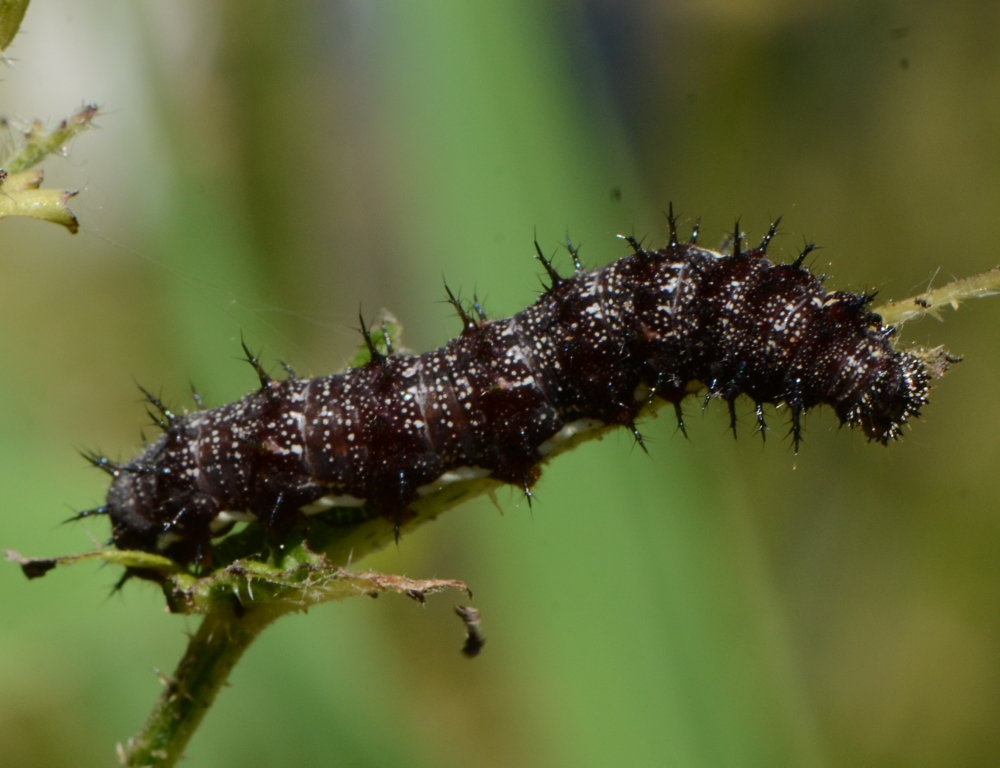 Ohio Birds and Biodiversity: Nettle-eating caterpillars