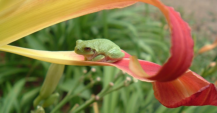 MAP Artistic Photography: Photo of the Day: Tree Frog on Lily, Minnesota