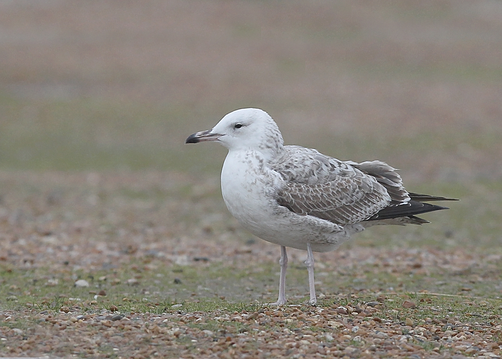 Richard Smith - Birdwatching Days Out: CASPIAN GULL 1st winter, (2 ...