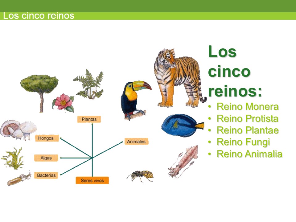 LOS 5 REINOS ~ DIDACTICA A LA CIENCIAS NATURALES