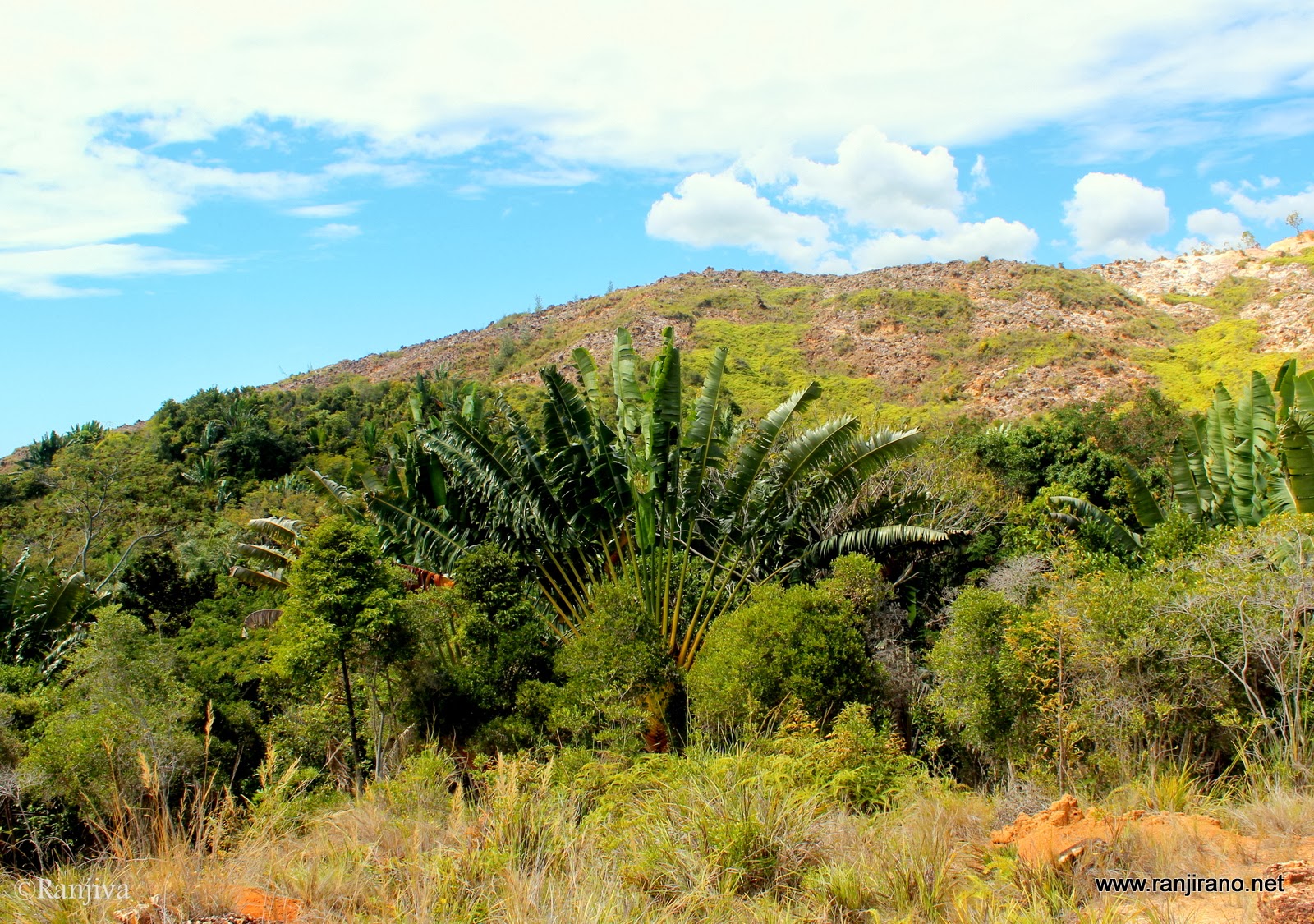 De l'utile à l'agréable - Le majestueux Ravinala [Arbre de voyageur ...