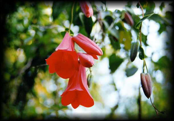 Con Claridad: Copihue Rojo