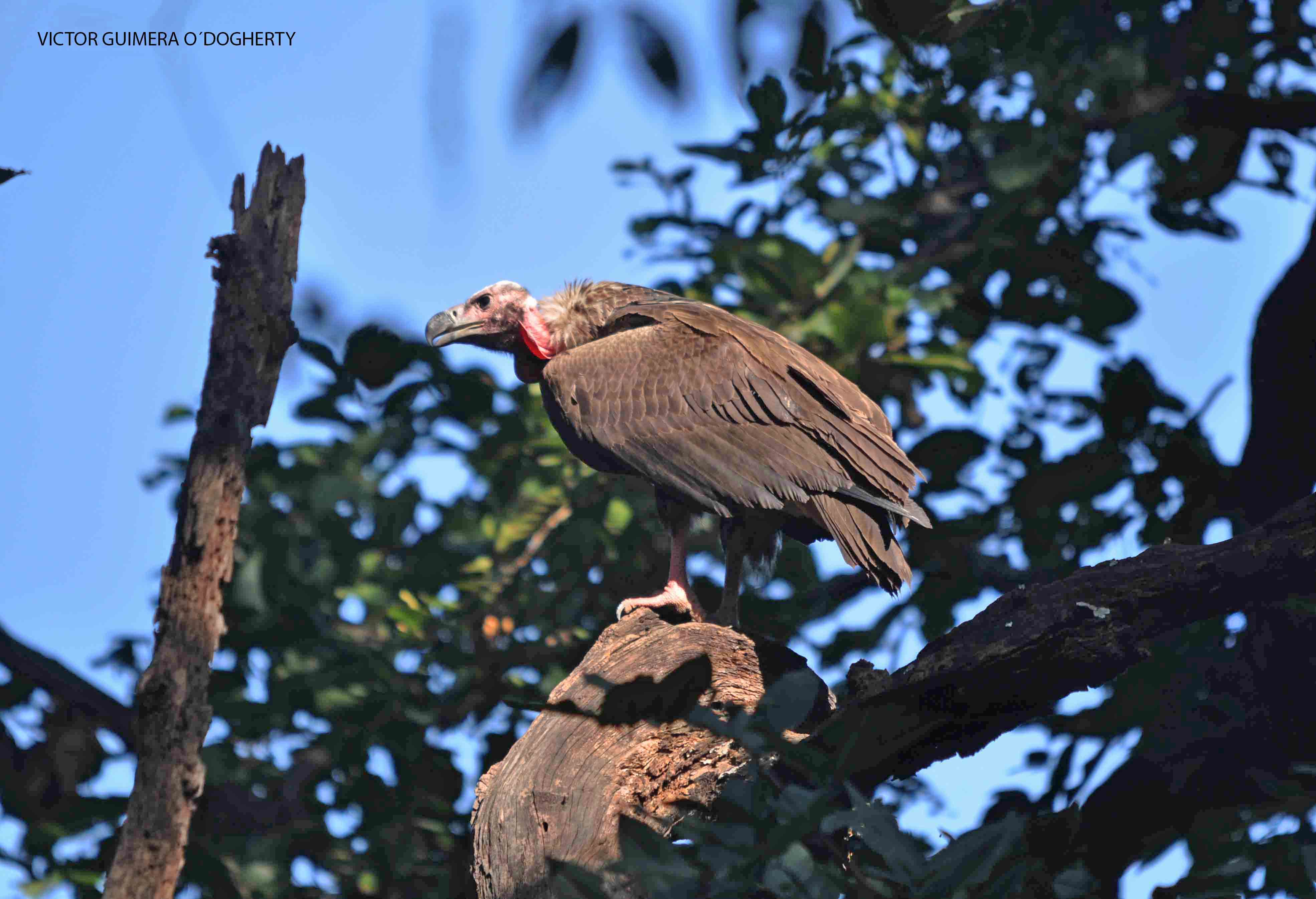 Mis imágenes de aves: DE NUEVO EL BUITRE CABECIRROJO