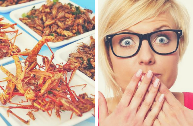 Receitas, gastronomia, refeições e postres : Os insetos são tendência ...