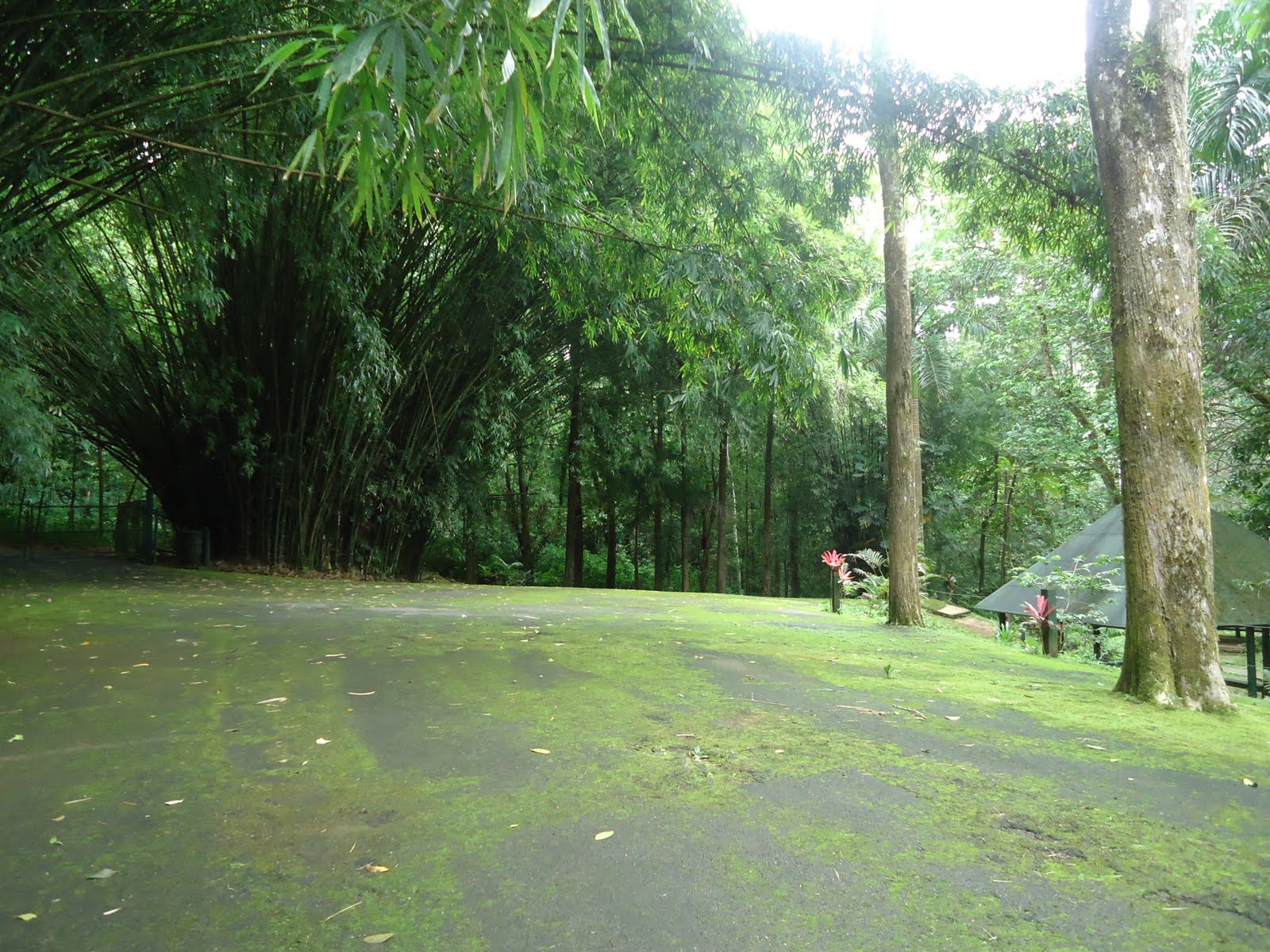 La Vuelta a Puerto Rico en la Silver Van…: Caminando por el Bosque Río ...
