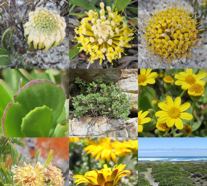 Elephant's Eye on False Bay