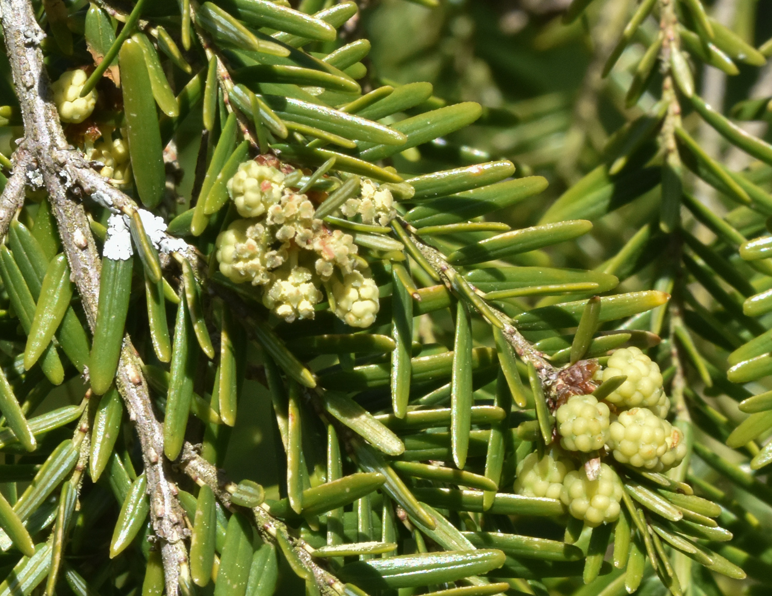 Flora ornamental, hortícola y medicinal.: Tsuga canadensis Tsuga del Canadá