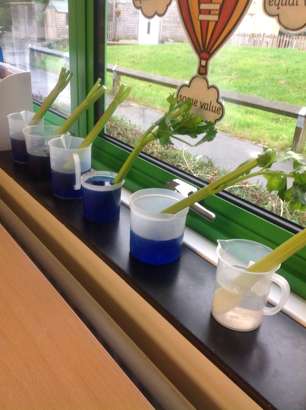 Class 3V: Water Transportation Experiment