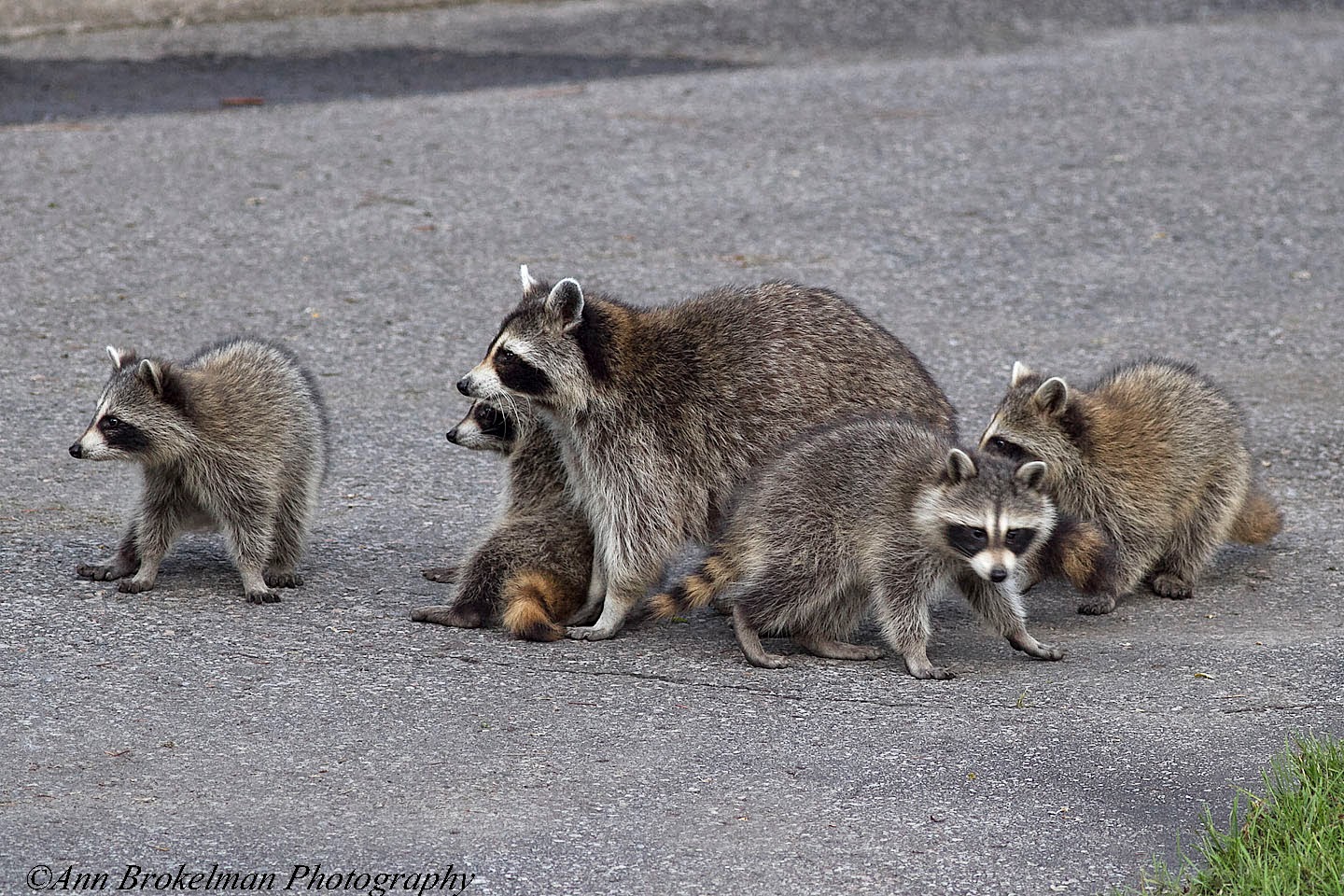 Ann Brokelman Photography: Raccoon family by our house June 28 2014
