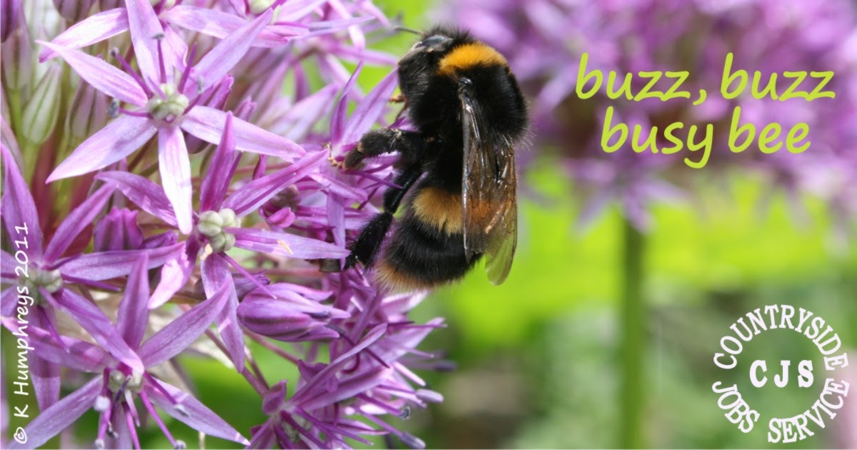 buzz, buzz, busy bee - don't you know it's #WorldBeeDay?