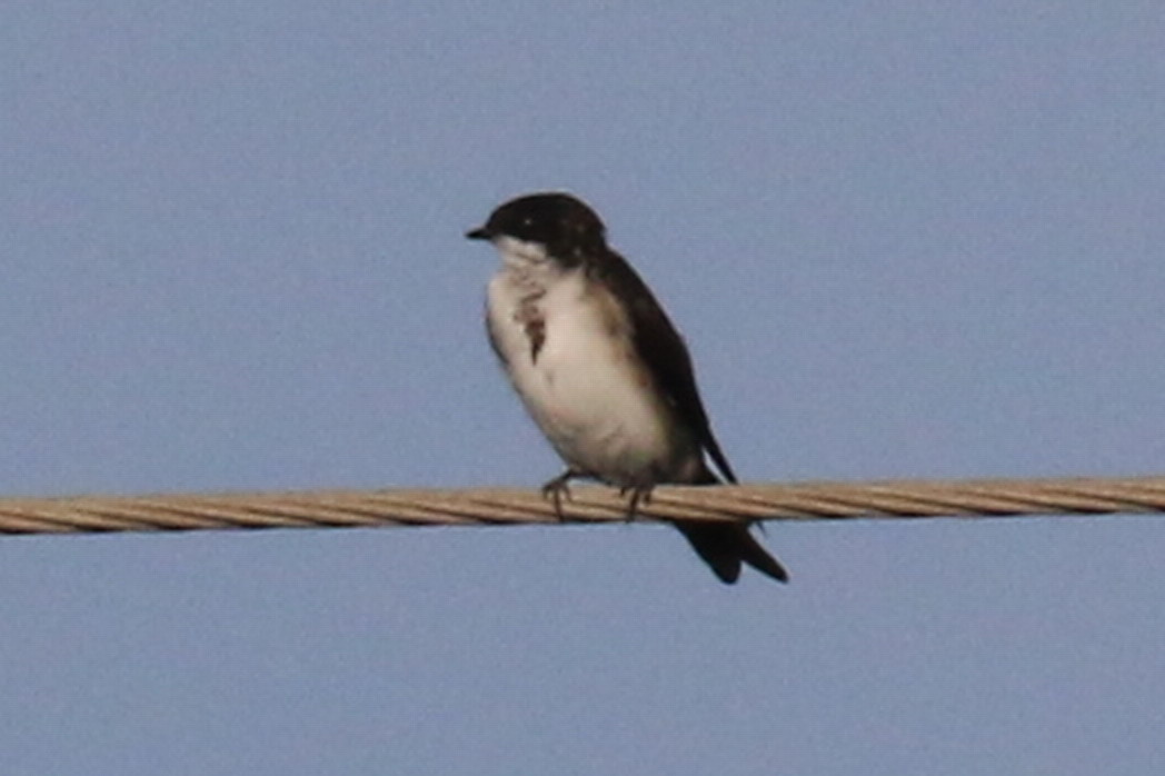 Antshrike's Bird Blog: Blue-and-white Swallow, First US Record at ...