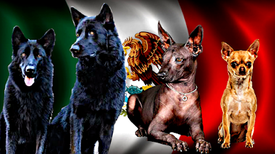 EADD TV / VIDEO CHANNEL: Es el CALUPOH (Perro lobo de mexico) una NUEVA ...