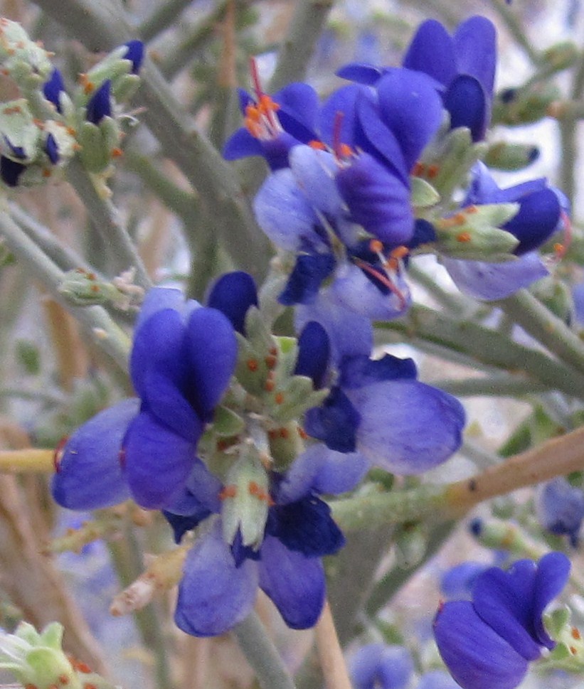 Cannundrums: Indigo Bush