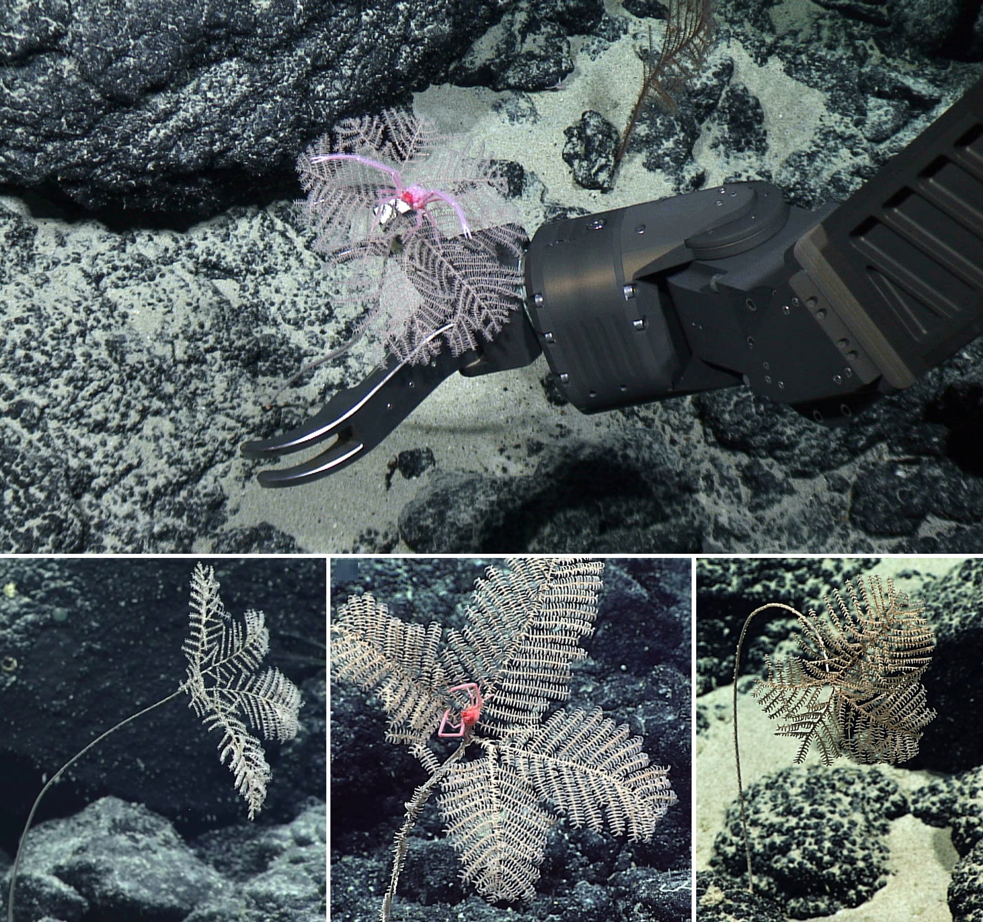 Species New to Science: [Cnidaria • 2020] Antipathes sylospongia ...