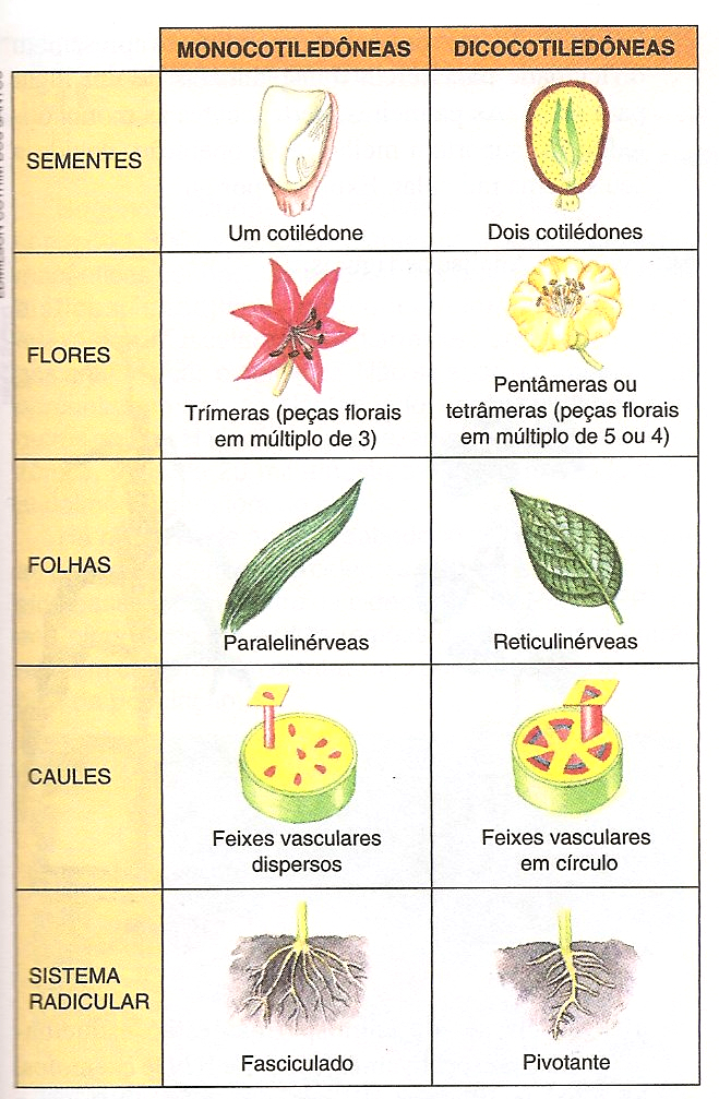 7º Ano Ciências 2015 - Colégio Presidente Arthur da costa e Silva ...