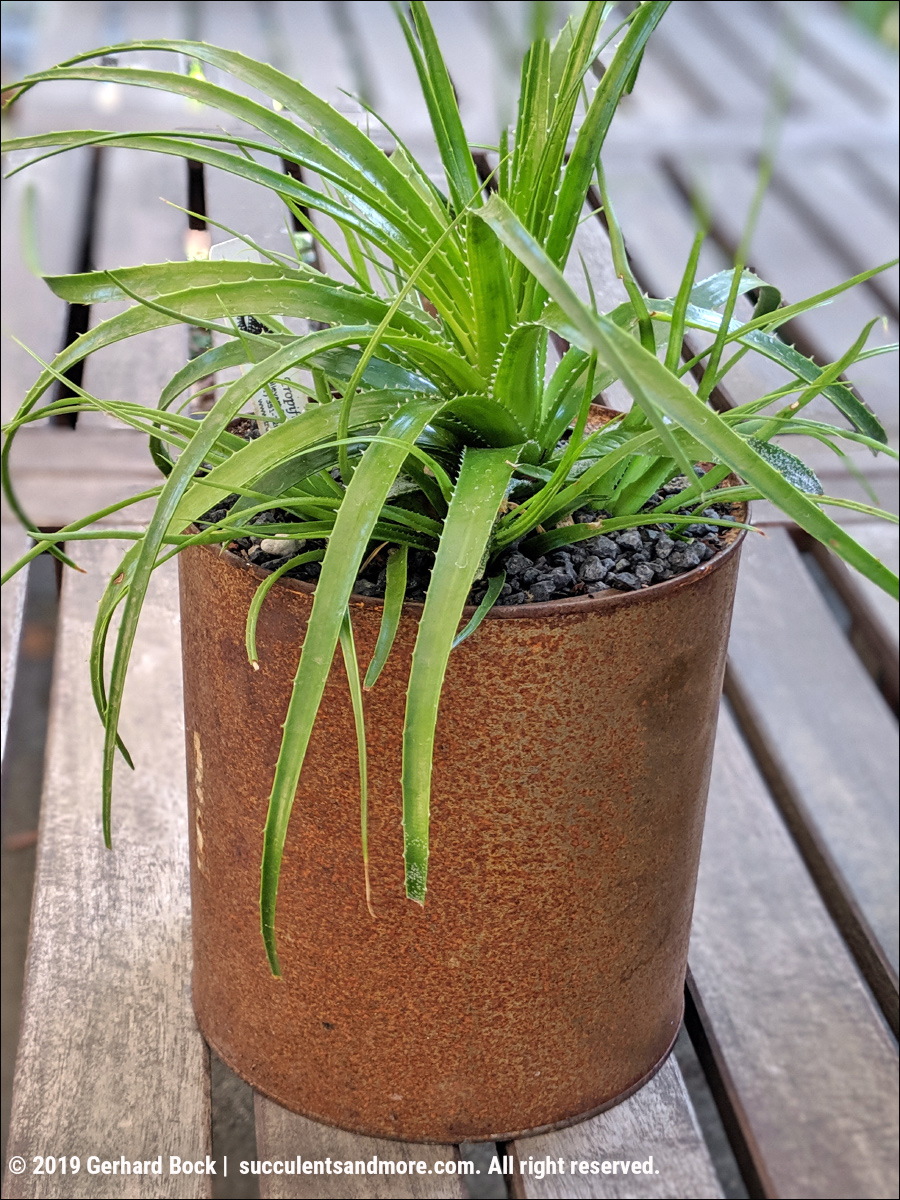 Rusty can as succulent planter: upcycling gone right—or wrong?