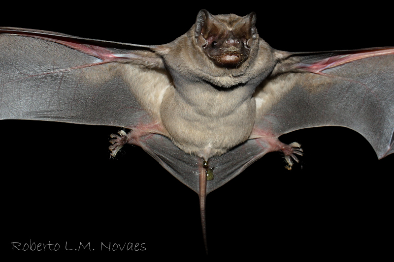 Morcegos do Brasil: Molossus molossus