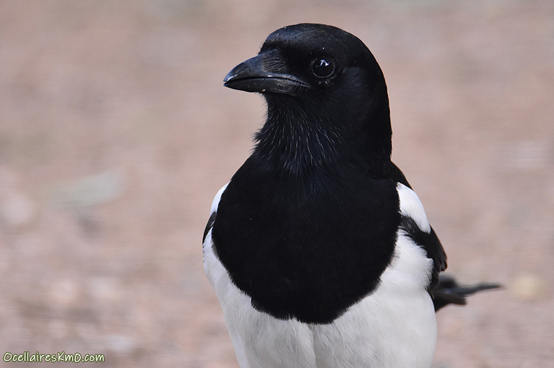 Birding Catalunya: Garsa (Pica pica)