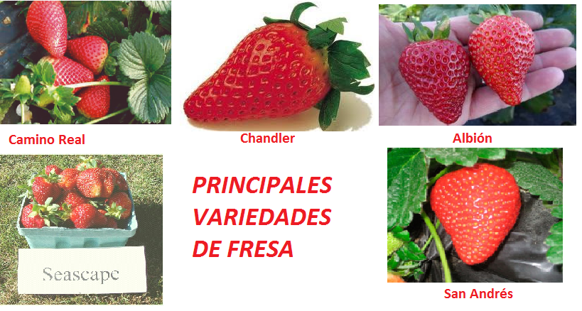Frutas: Principales variedades de Fresa. Manual PDF