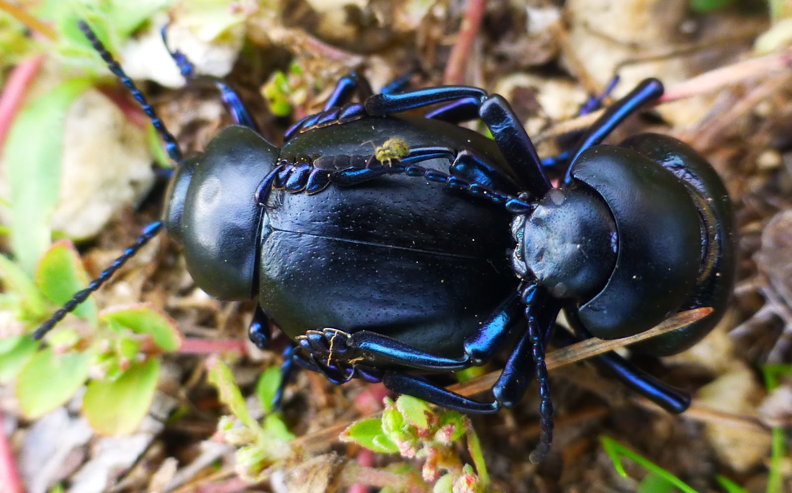 Lisi's Nature Pix: mating dung beetles and guest