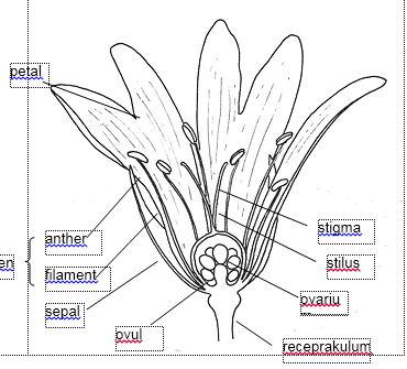Struktur Bunga ~ Scientists Biology