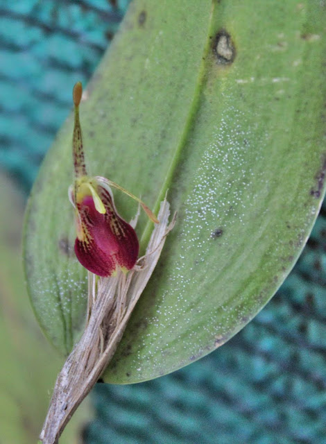 Restrepia muscifera (Lindl.) Rchb.f. ex Lindl.