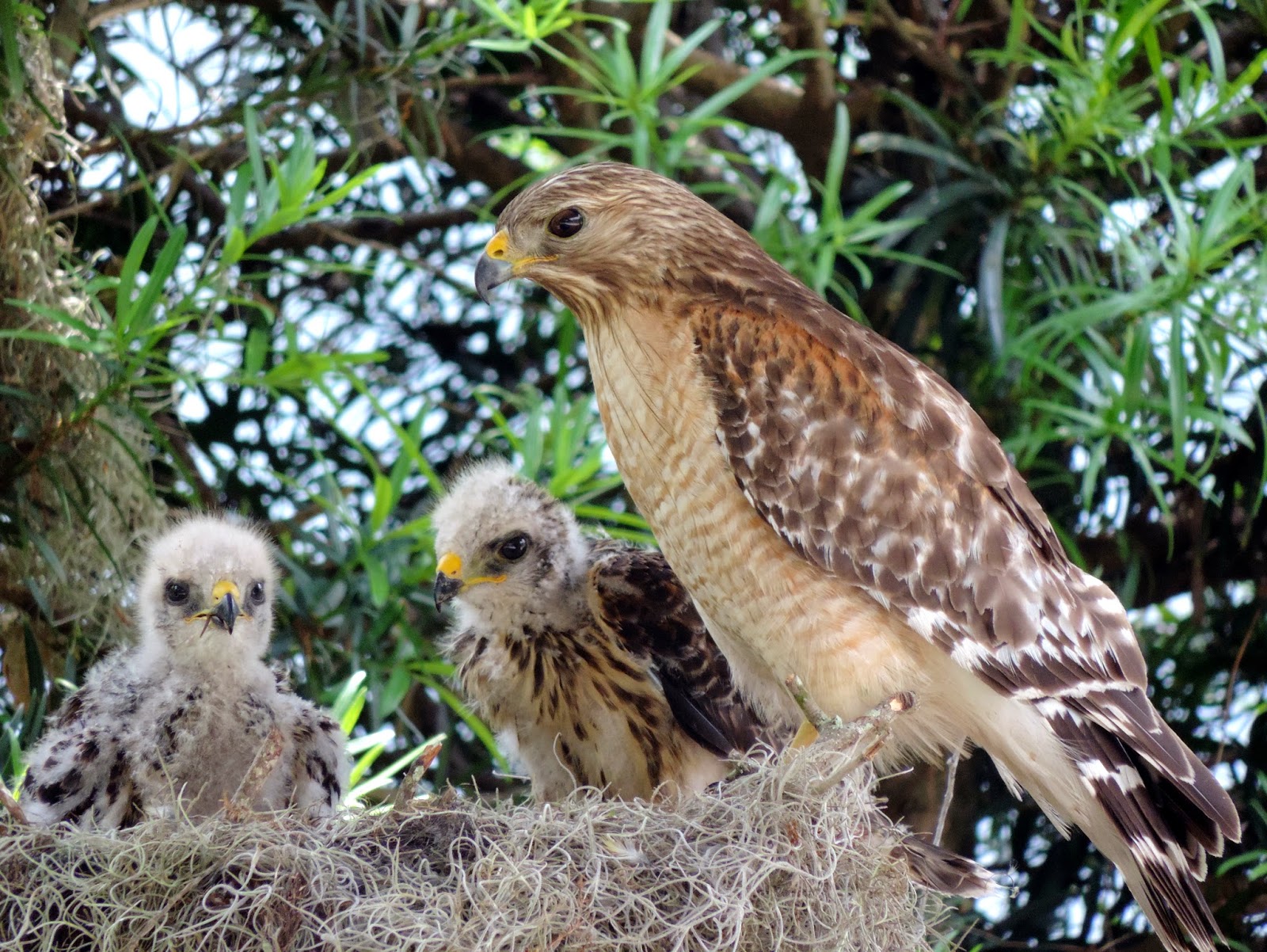 Kuhl Photo Art: Red-shouldered Hawk Family