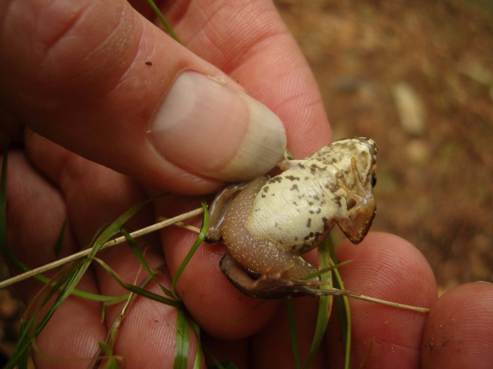 Kikkerwacht.Noord-Veluwe: Amfibieen voorkomend in de Ardennen-Champagne ...