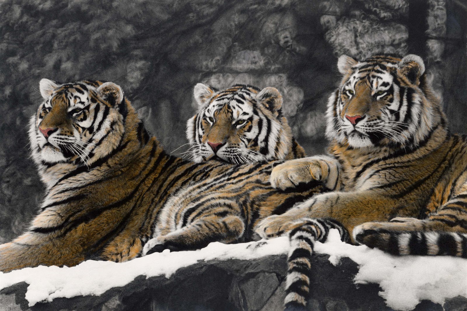 Roland Mueller's Imagery: Freelancing and experimentation