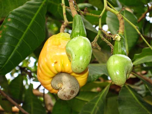 FILIPINO TUTORIAL: Fruits of the Philippines