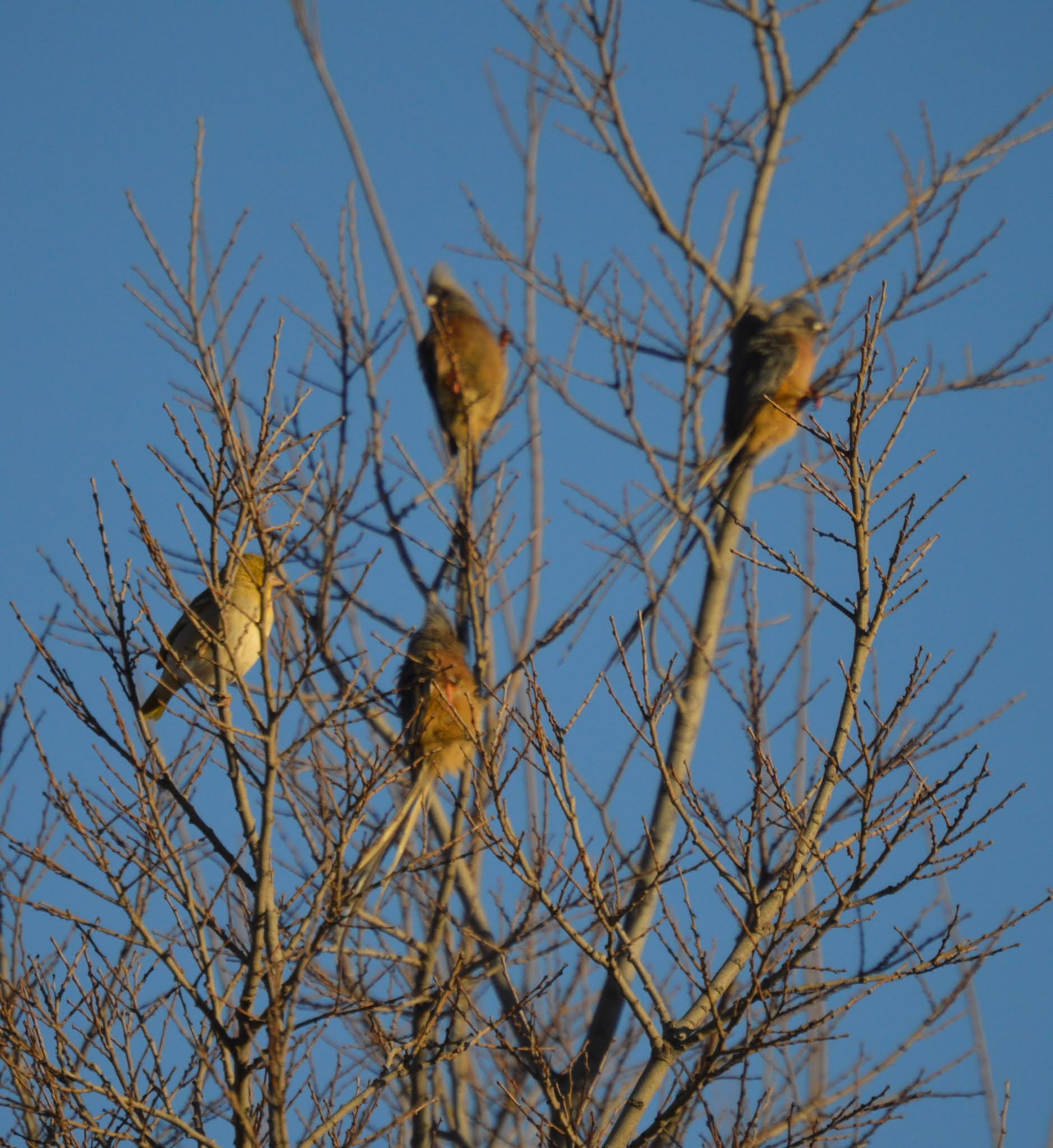 Kameel Huise Tussen Spore : Kameel Stoepstorie: Birds in the gardens ...