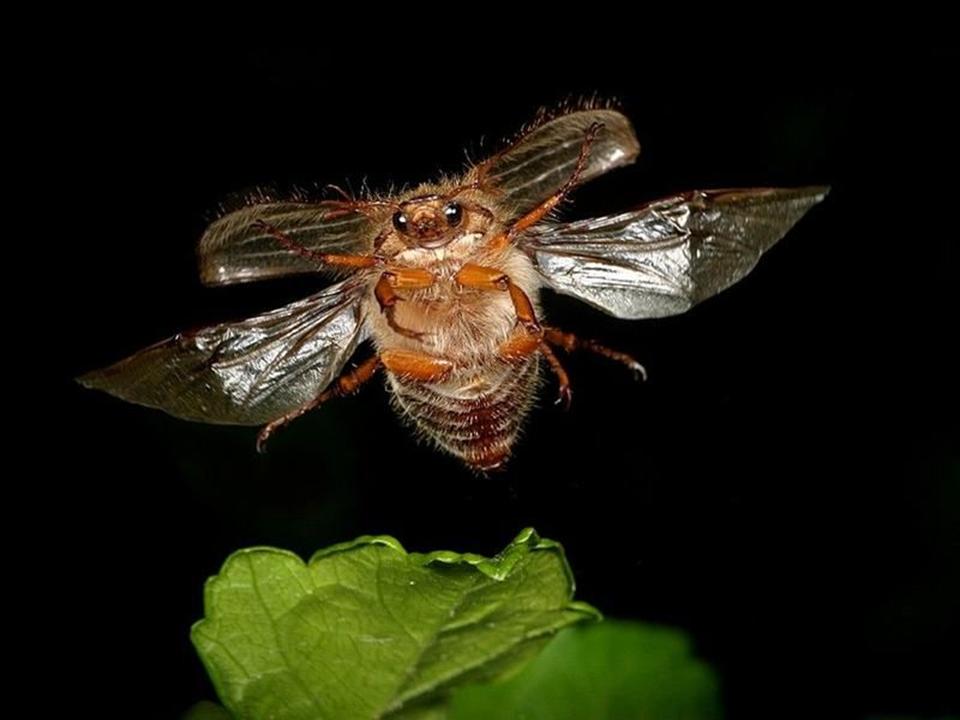 El baúl de Pepe: Animales e insectos