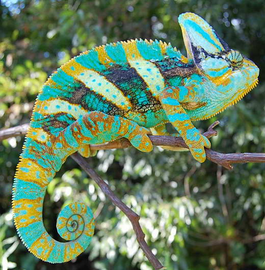 AMAZING!! 5 Unusual Colored Animal ~ Get More Info Here