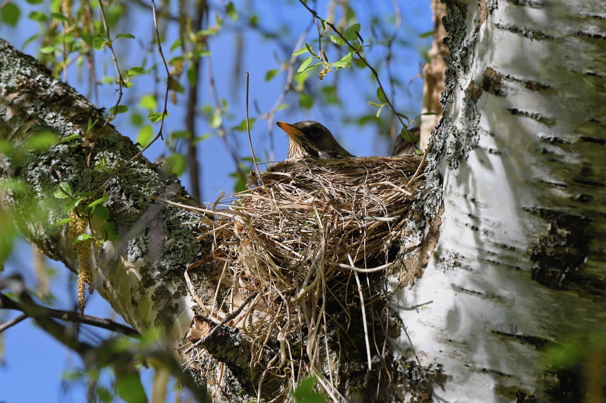 Naturfoto Einar Hugnes: Sommer i skogen ved Dregsetsve på Skatval