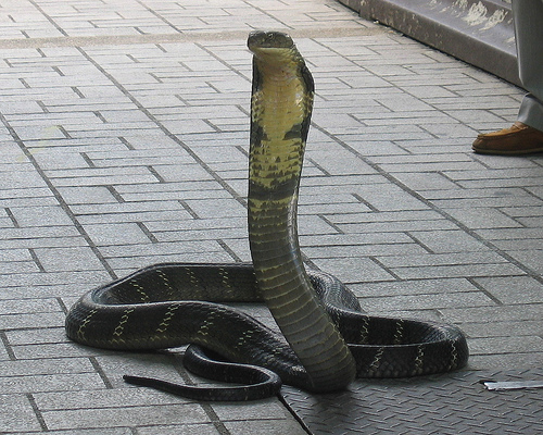 Cobra Real (Ophiophagus hannah)