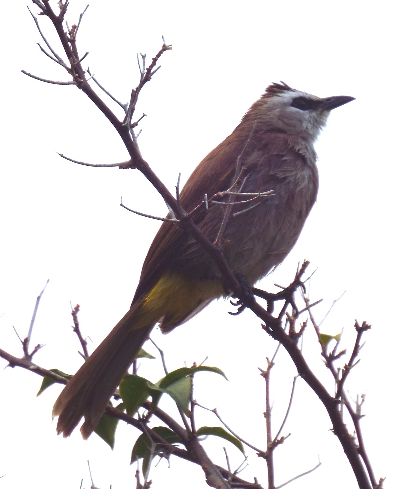 Bird Blog: Yellow-vented Bulbul (Pycnonotus goiavier)