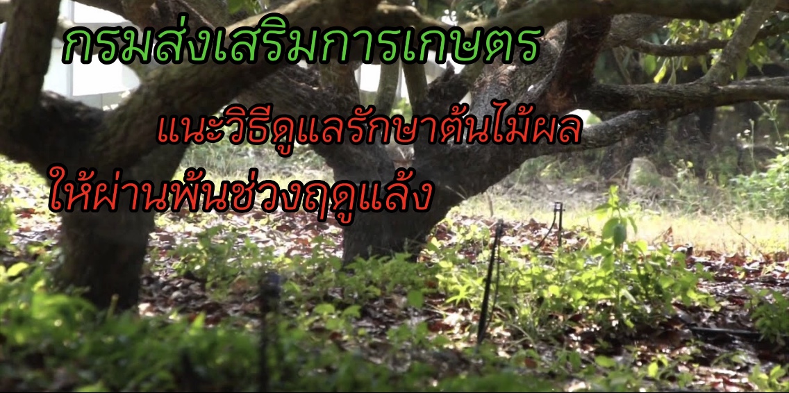 เกษตรสาระดีดอทคอม กรมส่งเสริมการเกษตรแนะวิธีดูแลรักษาต้นไม้ผลให้ผ่าน
