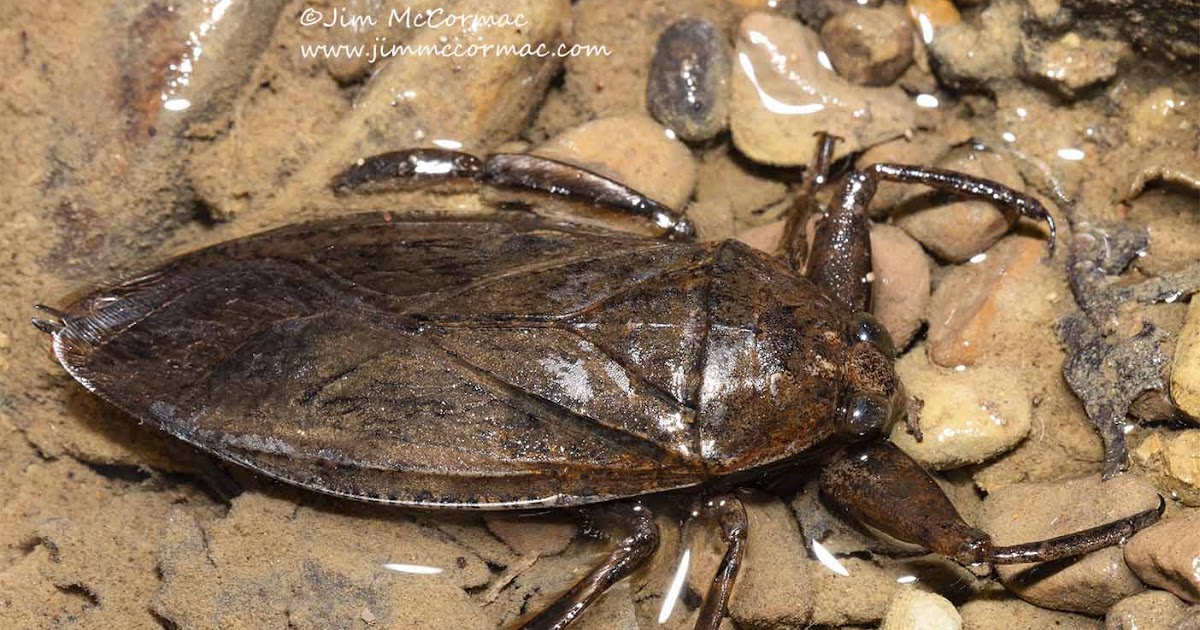 Ohio Birds and Biodiversity: Giant Water Bug