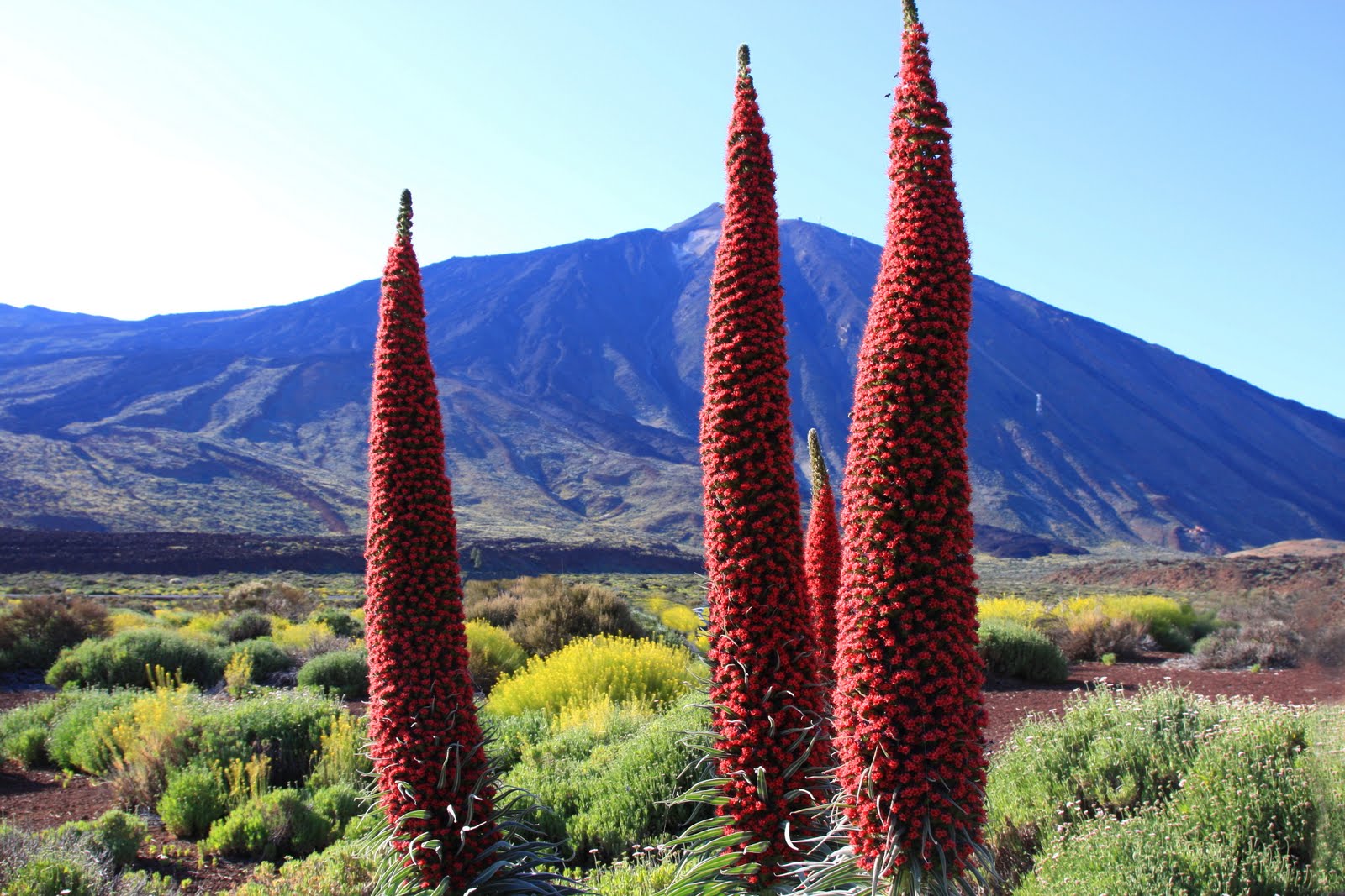 Teide-Tajinastes-2.jpg (1600×1067) | Canaries