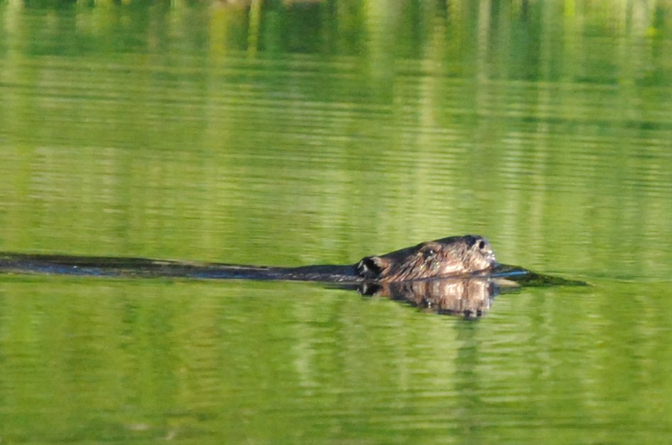 Field Notes and Photos: Beaver at the Cable Pool, Narraguagus River, Maine