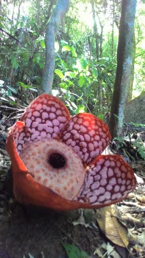 Wildlife Encounters in South East Asia and South America. By Francis ...