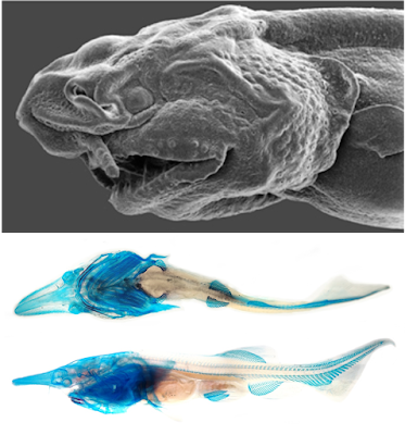 Virginia Tech Ichthyology Class : Plight of the Paddlefish, by Don Orth