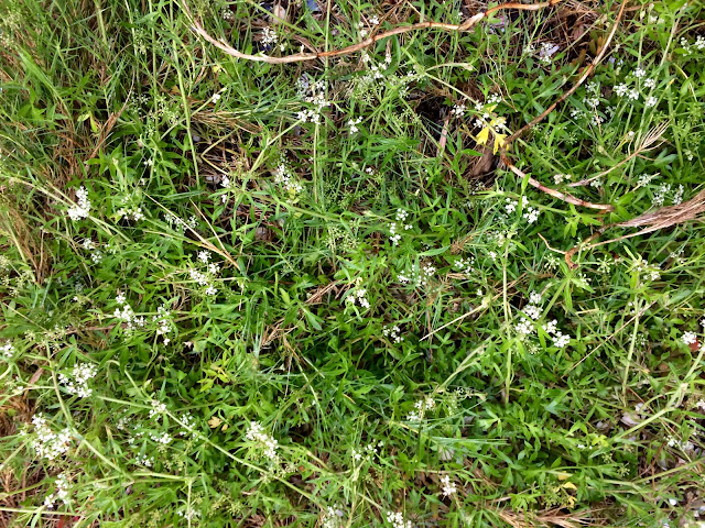 Wild parsley: finding leafy greens at the beach. - Our Permaculture Life