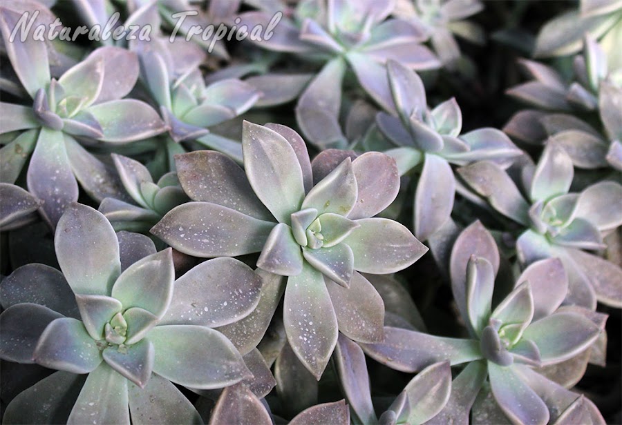 Plantas suculentas de rápido crecimiento para tu jardín | Plantas