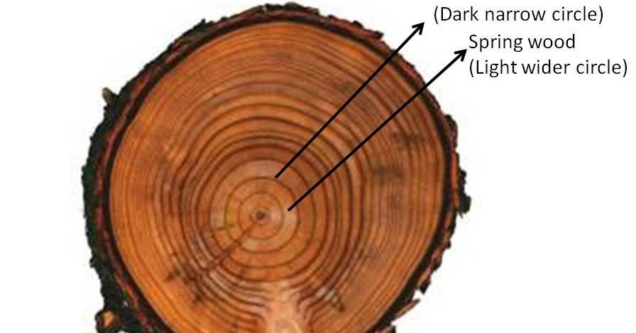 Difference between Spring wood and Autumn wood | Major Differences