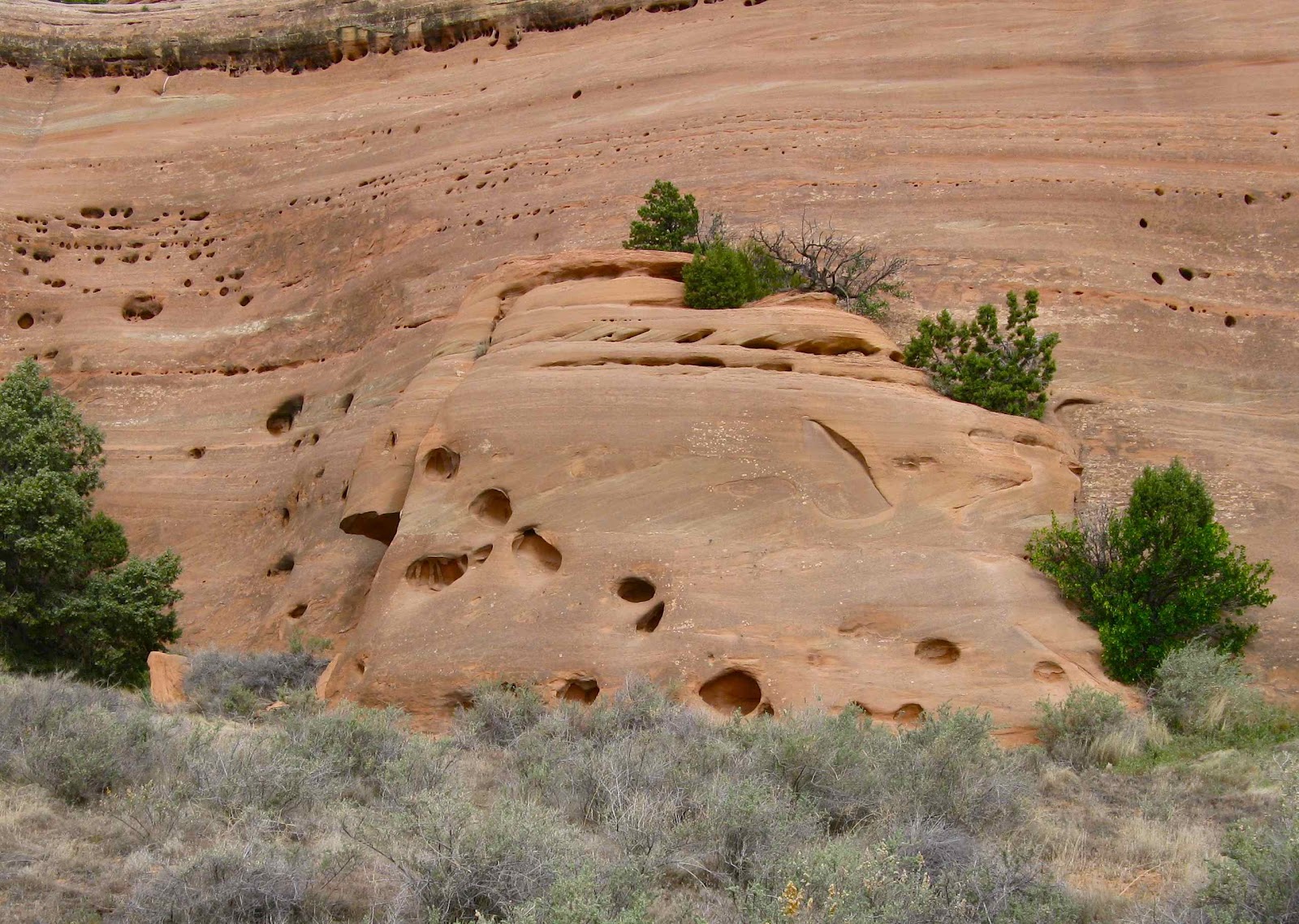 In the Company of Plants and Rocks: tafoni #1