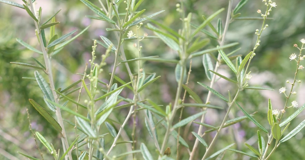 Native Florida Wildflowers: Pineland Croton - Croton linearis